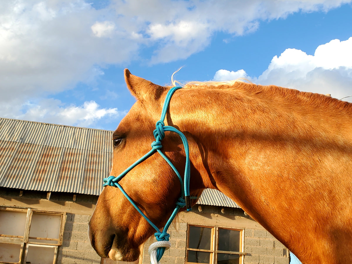5 Good Stout Rope Halters – Iron Horse Head Brand